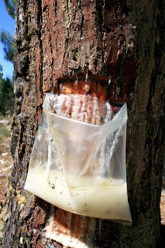 Resin Extraction of Portuguese Pine Tree Stock Image - Image of incise ...
