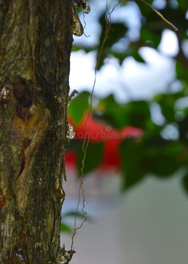 Resin Flow on Tree in Garden Stock Image - Image of trap, plant: 70013519