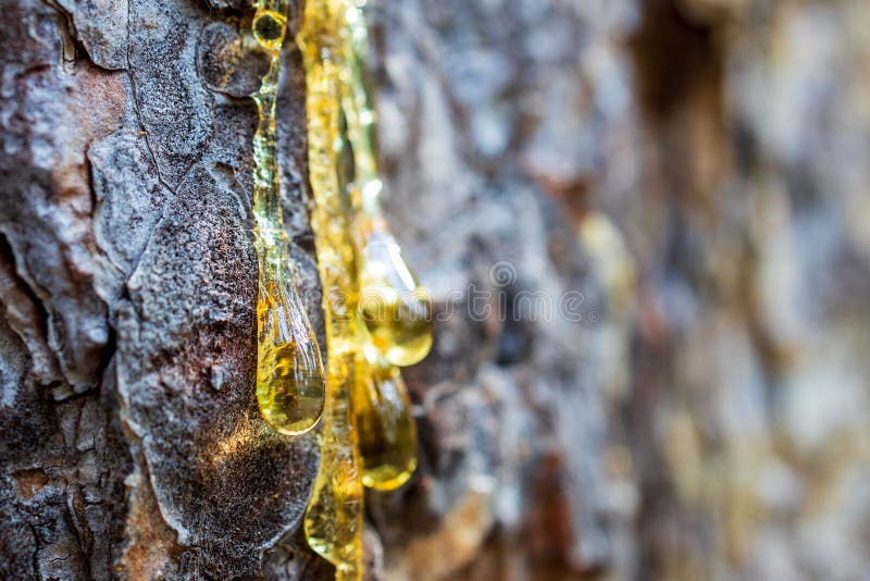 Resin Flowing Down the Pine Tree Trunk, Resin on the Bark. Transparent ...
