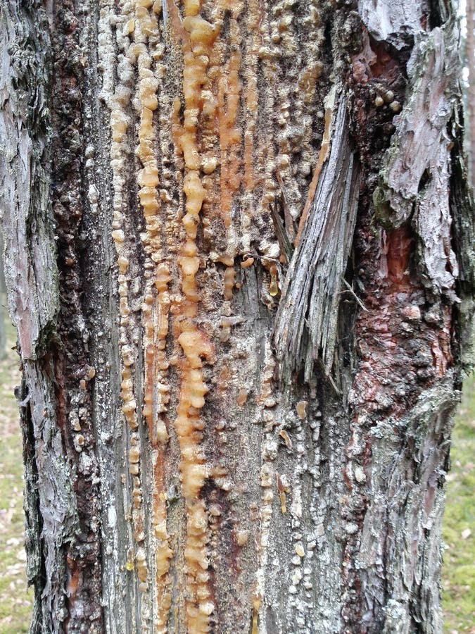 Resin stock image. Image of tree, flora, bark, nature - 52450497