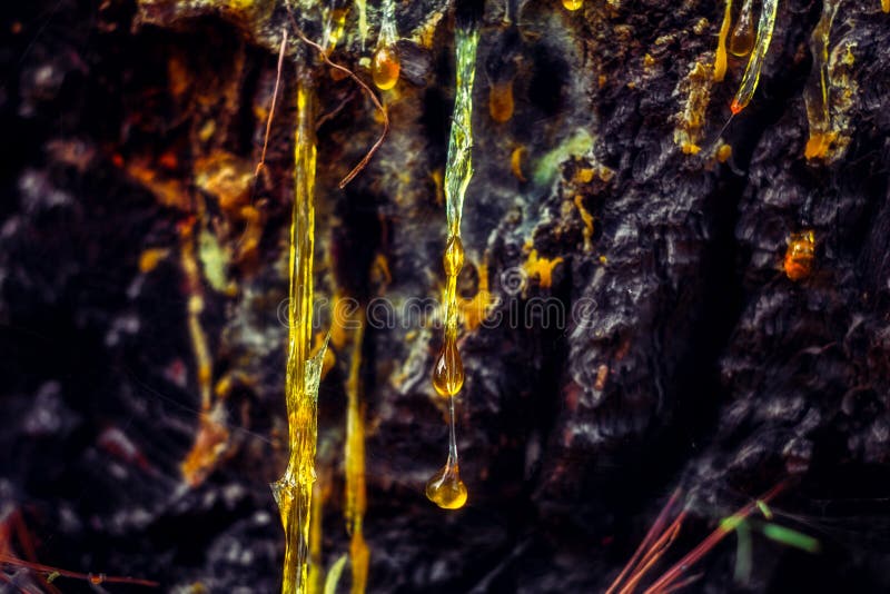 Resin Flows on the Bark of the Tree Stock Photo - Image of nature, flow ...