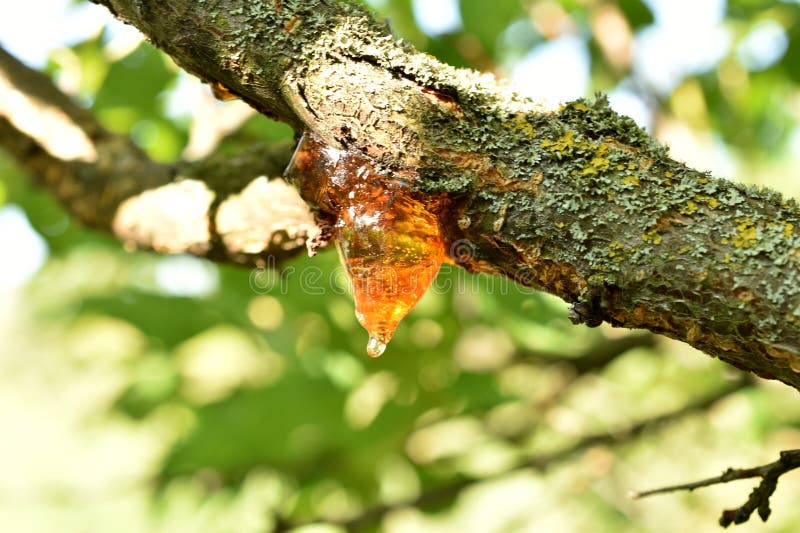 Resin Flows from a Cherry Branch. Stock Image - Image of tree, branch ...