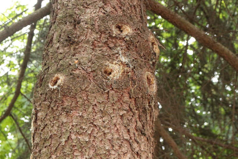 Resin Flows Down Trunk Pine Tree Spring Stock Photos - Free & Royalty ...
