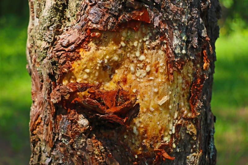 Resin Flows Down the Trunk of the Tree. Used in Medicine and ...