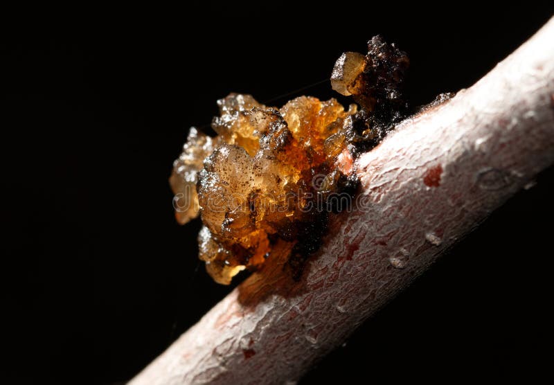 Resin Flows from a Tree Branch. Stock Photo - Image of eerie, wild ...