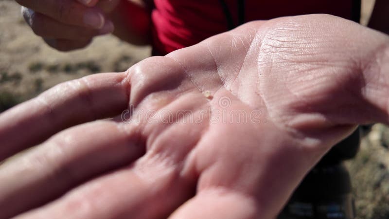Resin of Frankincense Tree in Oman Stock Footage - Video of extraction ...