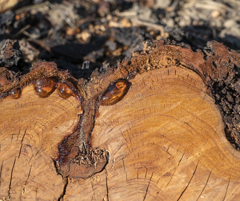 Resin on a Freshly Sawn Tree Trunk Stock Photo - Image of yellow ...