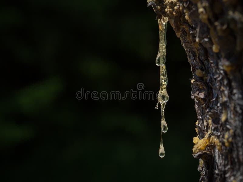 Resin Hardening on Spruce Tree Trunk Stock Photo - Image of tree ...