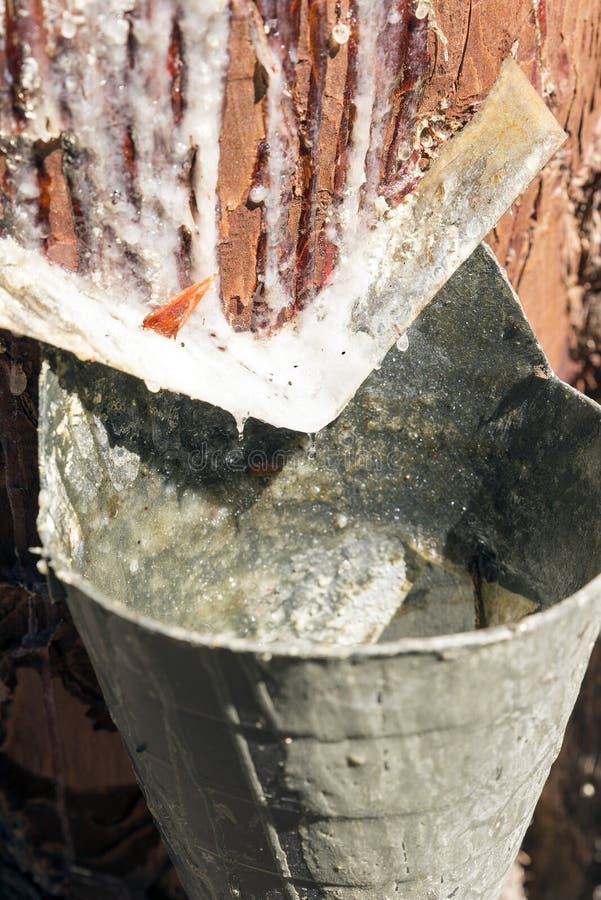 Resin harvesting stock photo. Image of tree, pinea, extraction - 44085034