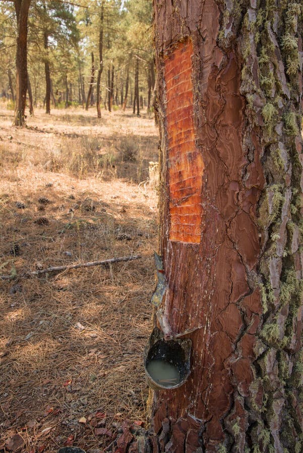 Resin harvesting stock photo. Image of pine, reservoir - 44083668