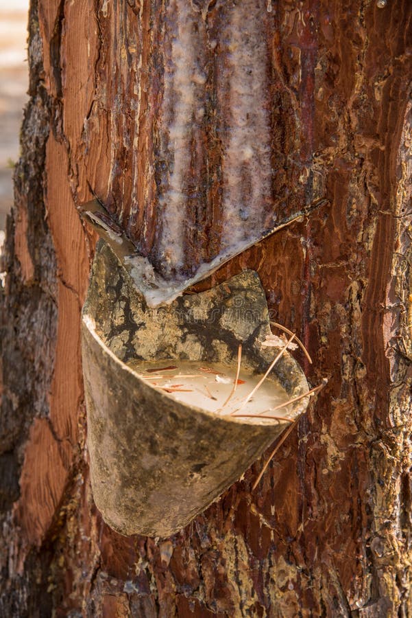 Resin harvesting stock photo. Image of adhesive, pinea - 44085034