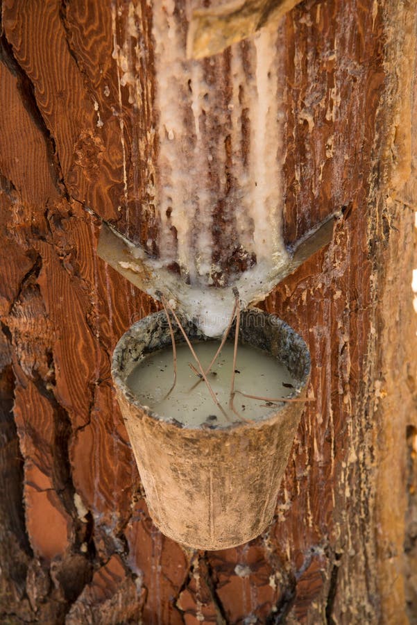 Resin harvesting stock photo. Image of extraction, plant - 44084892