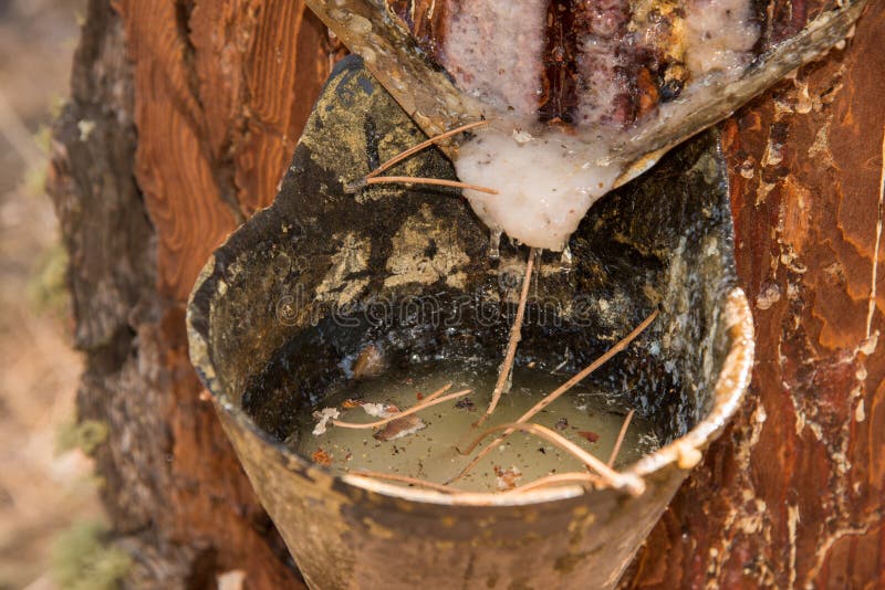 Resin harvesting stock image. Image of extraction, summer - 44085035
