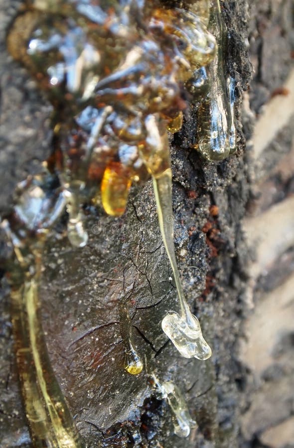 Resin stock image. Image of trees, natural, plant, resin - 33887035