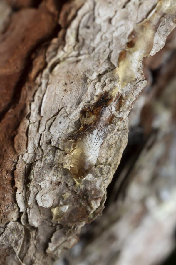 Resin on pine bark stock image. Image of pine, resin - 172536517