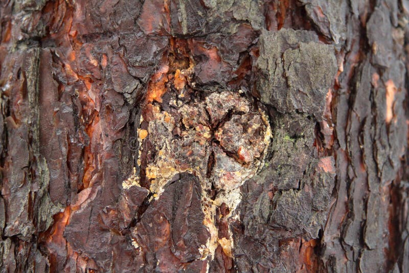 Resin on pine bark stock image. Image of translucent - 208637737