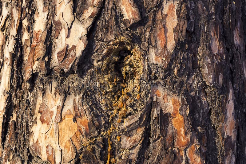 Resin on Pine Tree Bark. Close-up of Tree Bark As Background. Stock ...
