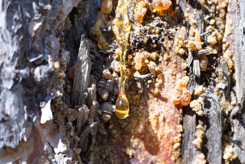 Resin on a Pine Tree, a Drop of Resin Orange Stock Photo - Image of ...