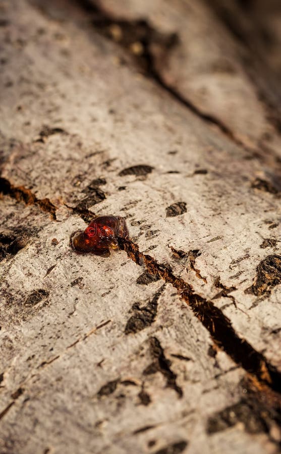 Resin stock photo. Image of colophony, resin, stump, wood - 77490272