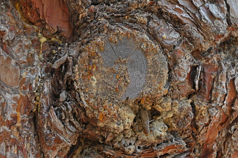 Resin on a red pine tree stock image. Image of bark - 352368135