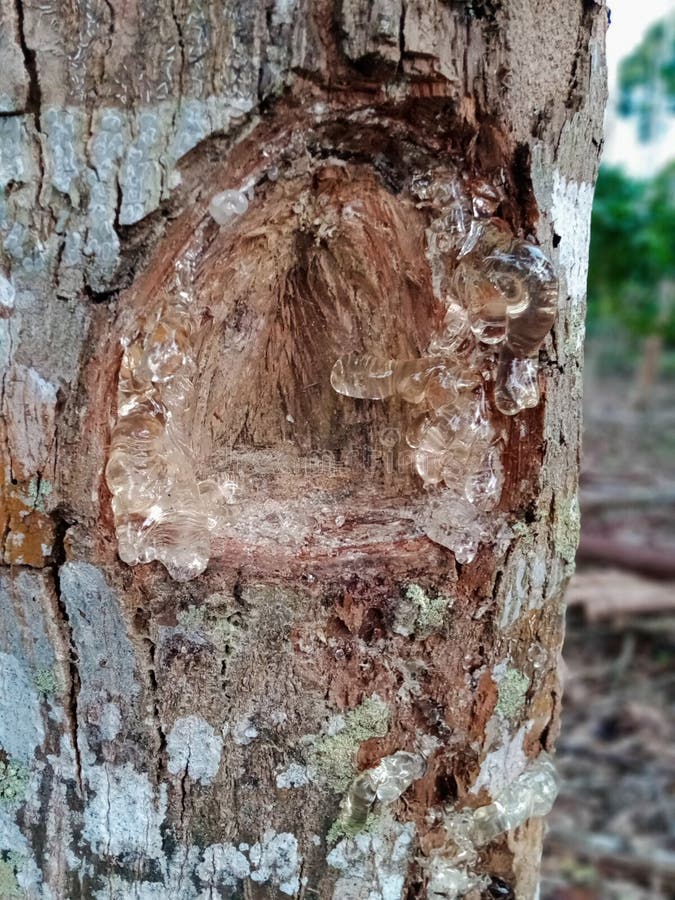 The Resin Sap that is Ready To Be Harvested by the Community Stock ...
