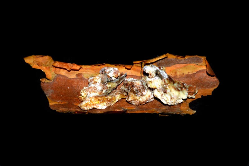 Resin of Spruce Isolated on White Background Stock Photo - Image of ...