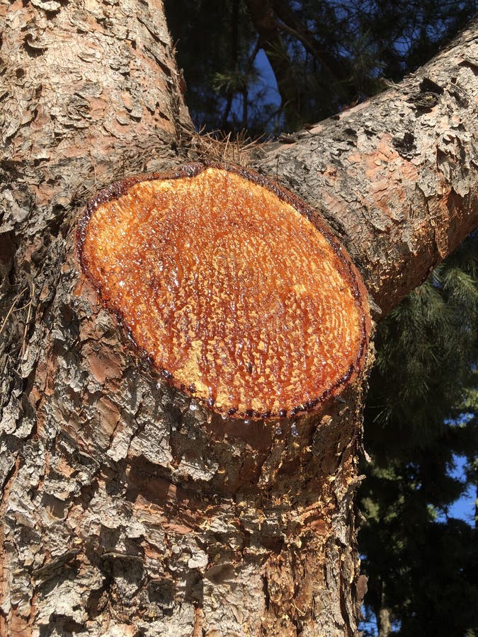 Resin on the tree stock image. Image of material, brown - 143578127