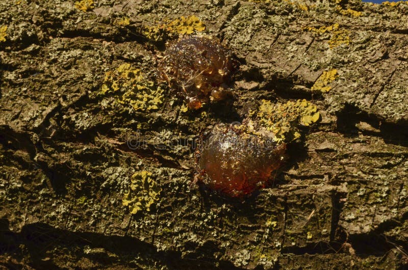 Resin on a Tree. Amber Drops Close-up Stock Photo - Image of moving ...