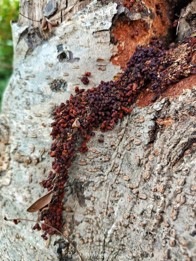 Resin from the tree bark stock image. Image of invertebrate - 264970461