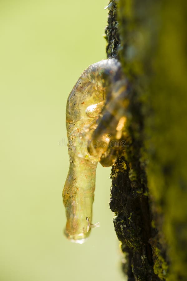 Resin from tree bark stock image. Image of pine, trunk - 35592001