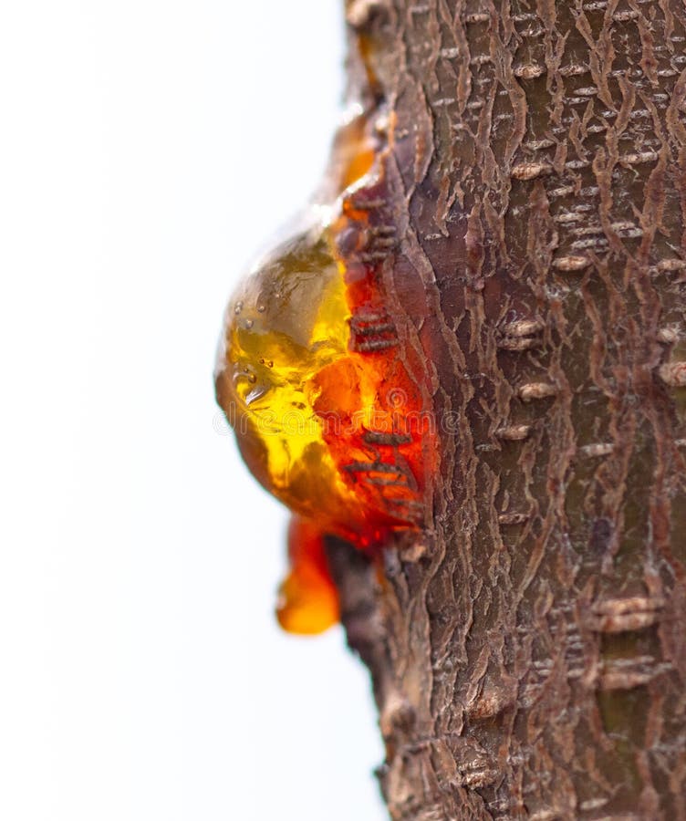Resin on tree bark. Macro stock photo. Image of fossil - 308758764