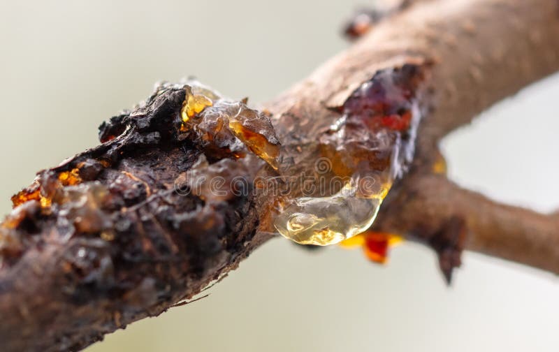 Resin on tree bark. Macro stock photo. Image of color - 309678134