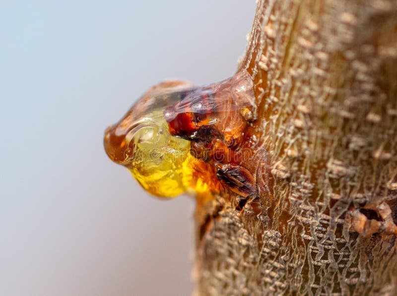 Resin on tree bark. Macro stock photo. Image of tree - 310292722