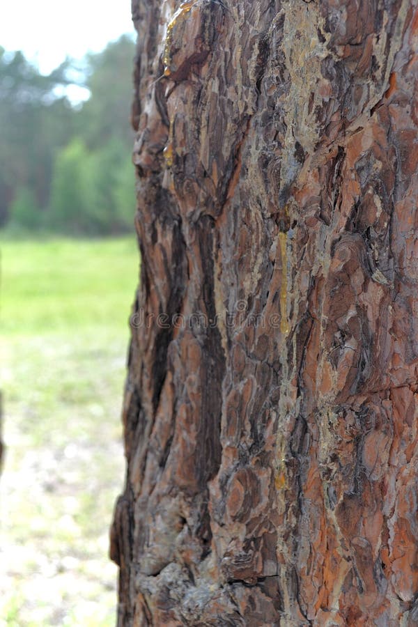 Resin on Tree Bark in Summer Stock Photo - Image of bright, bark: 162126378