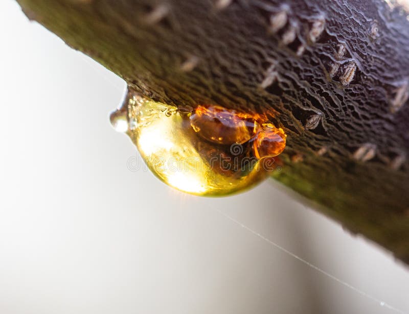 Resin on a Tree Branch in Spring. Stock Image - Image of nature, resin ...
