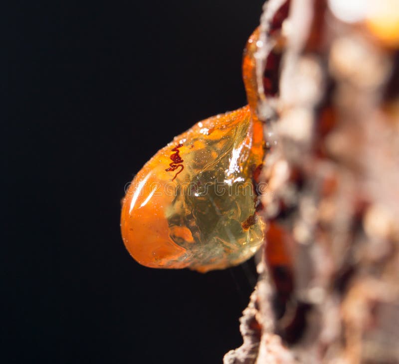 Resin on the tree. close stock image. Image of textured - 95220341