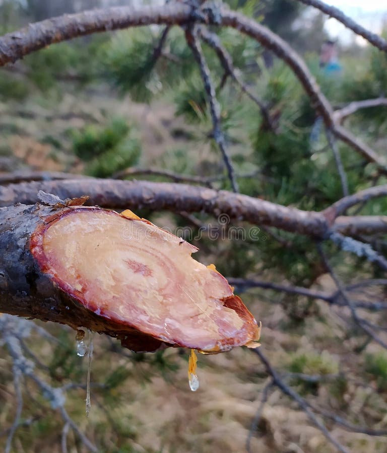 Resin on a tree stock image. Image of produce, spring - 201920115