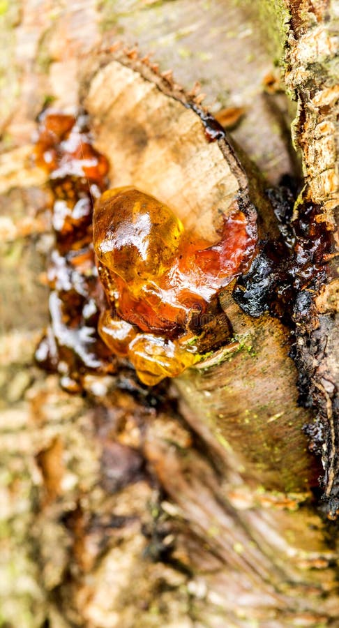 Resin of a tree stock photo. Image of resin, cure, material - 101402852