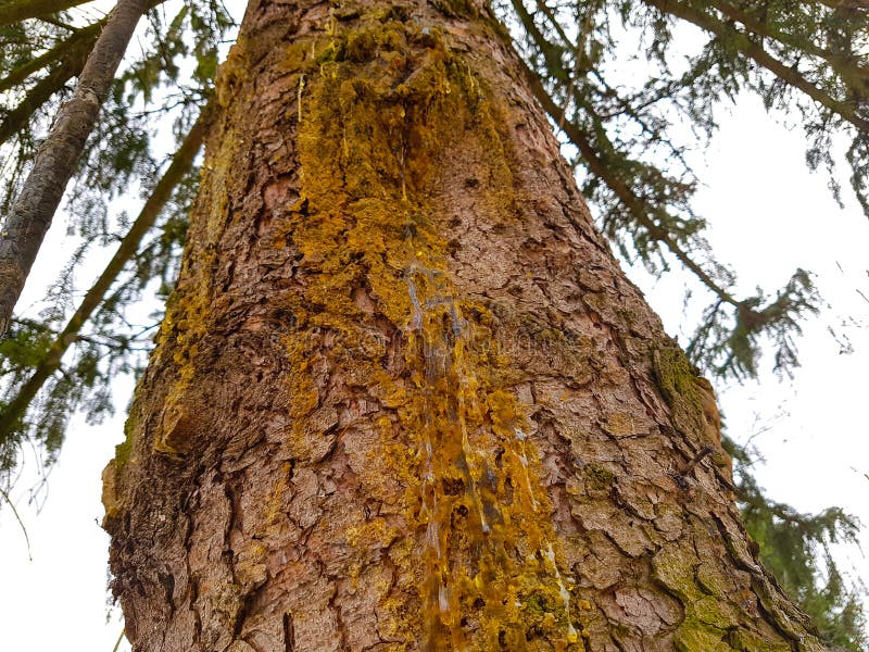 Resin on the tree stock photo. Image of drop, natural - 139364076