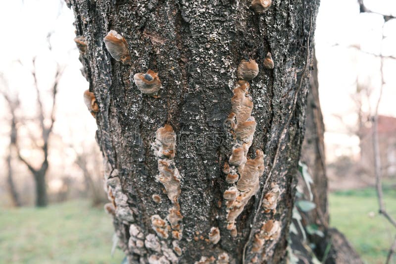 Resin on the Tree Trunk, Brown and White Colored Solidified Resin Stock ...