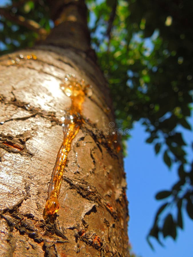 Resin on a tree trunk stock image. Image of forest, colours - 92392101