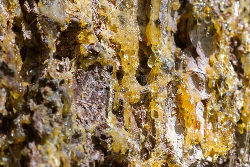 Resin on tree trunk stock photo. Image of plant, vibrant - 101089500