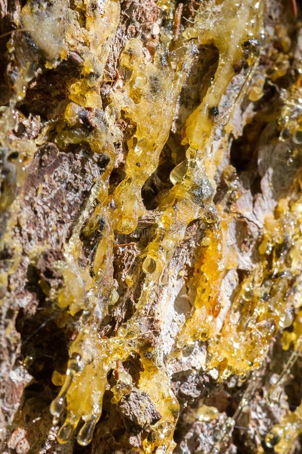Resin on tree trunk stock image. Image of bright, orange - 101320499