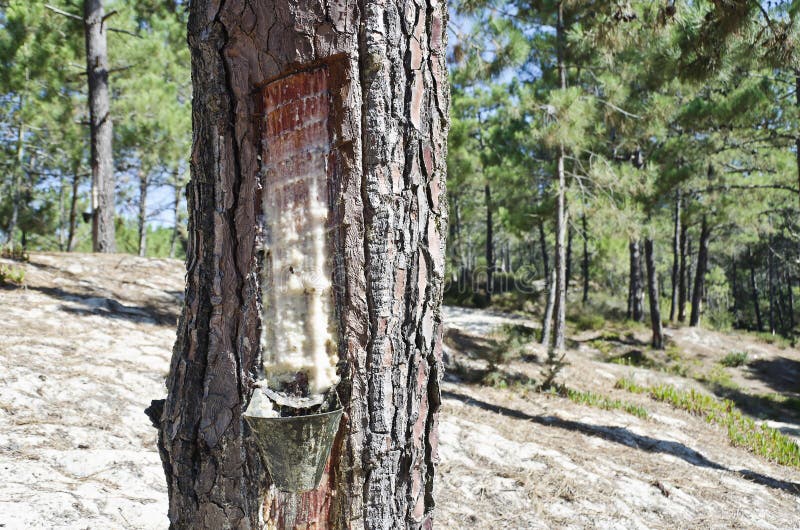Extracción De La Resina Del árbol De Pino En Portugal Foto de archivo ...
