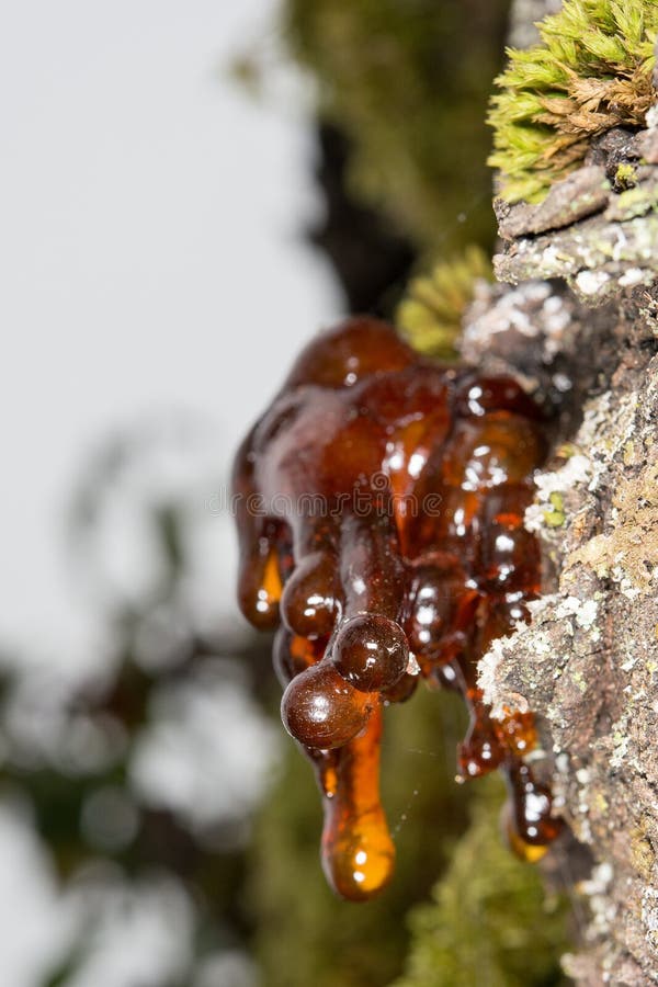 Resina natural del árbol imagen de archivo. Imagen de brillante - 42916009
