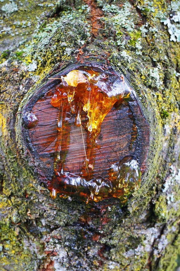 4,958 Resina Natural Del árbol Fotos - Libres de Derechos y Gratuitas ...