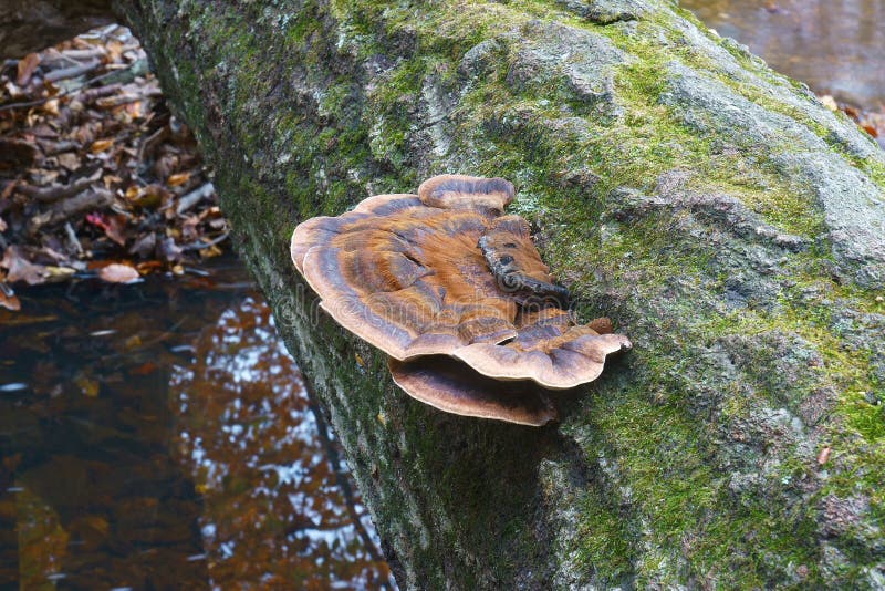 Resinous polypore fungus stock photo. Image of fungi - 110330312