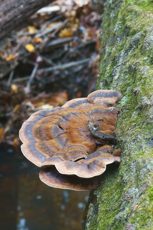 Resinous polypore fungus stock image. Image of mushroom - 110330209