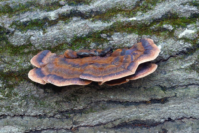 Ischnoderma Resinosum Commonly Known As the Late Fall Polypore ...