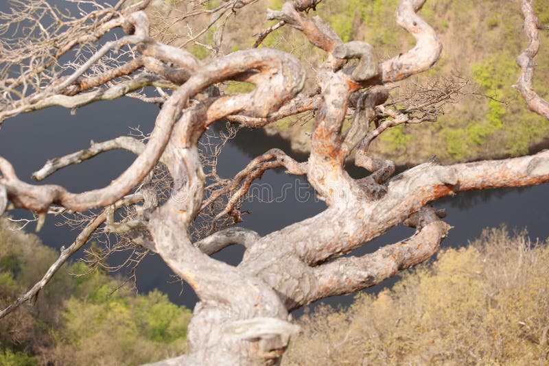 A Resinous Tree on a River Background Stock Image - Image of spring ...